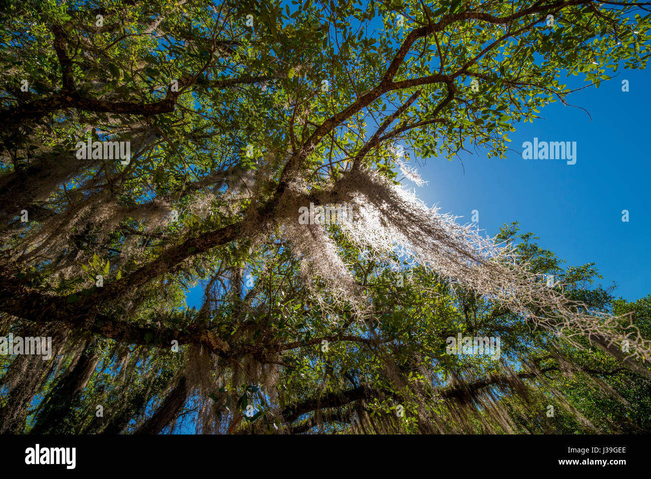 Spanish moss hanging from trees Stock Photo - Alamy
