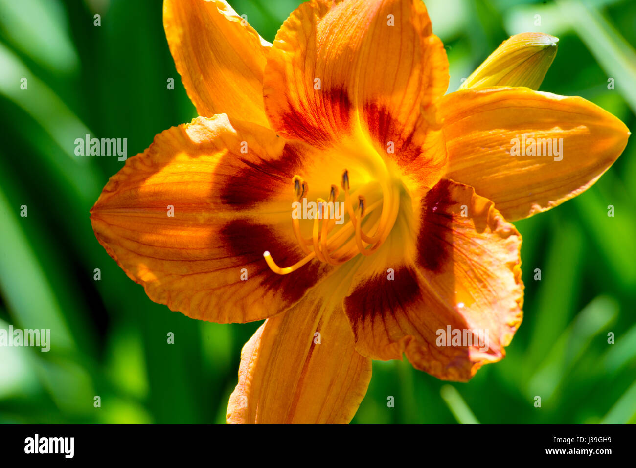 green lily plants with flowers Stock Photo - Alamy