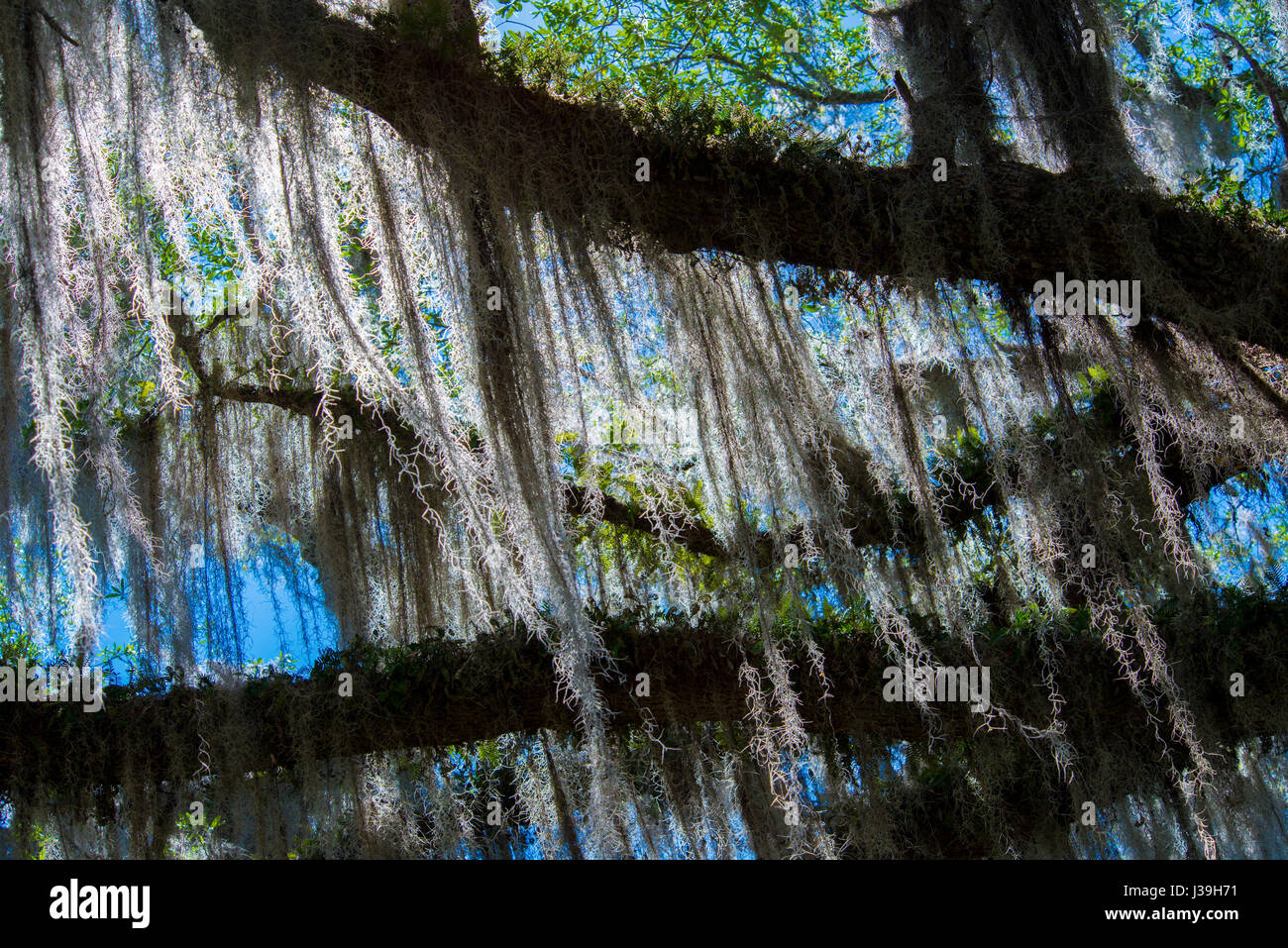 Spanish moss hanging from trees Stock Photo - Alamy Spanish moss hanging from trees Stock Photo - Alamy