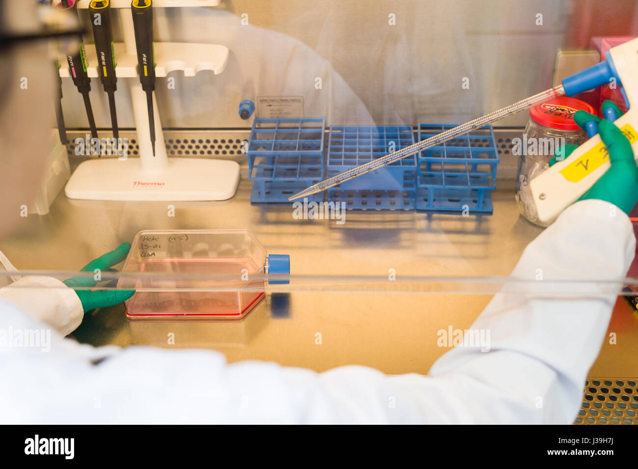 Cancer cells in culture hi-res stock photography and images - Alamy