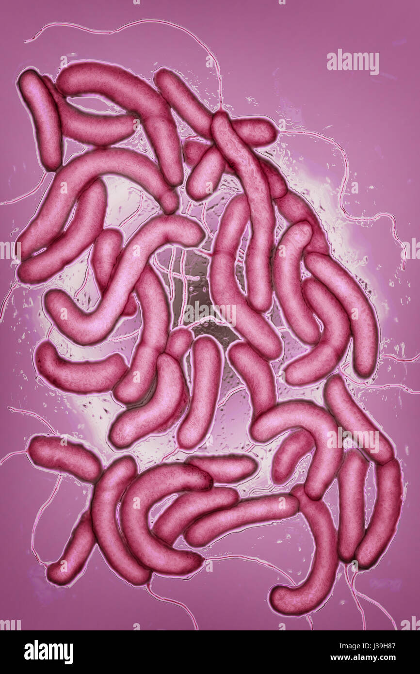 Vibrio sp hi-res stock photography and images - Alamy