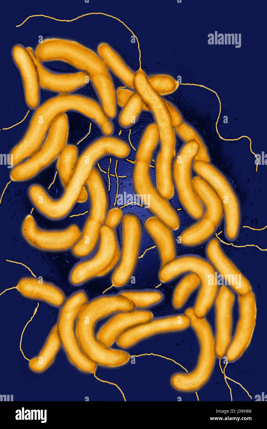 Vibrio sp hi-res stock photography and images - Alamy