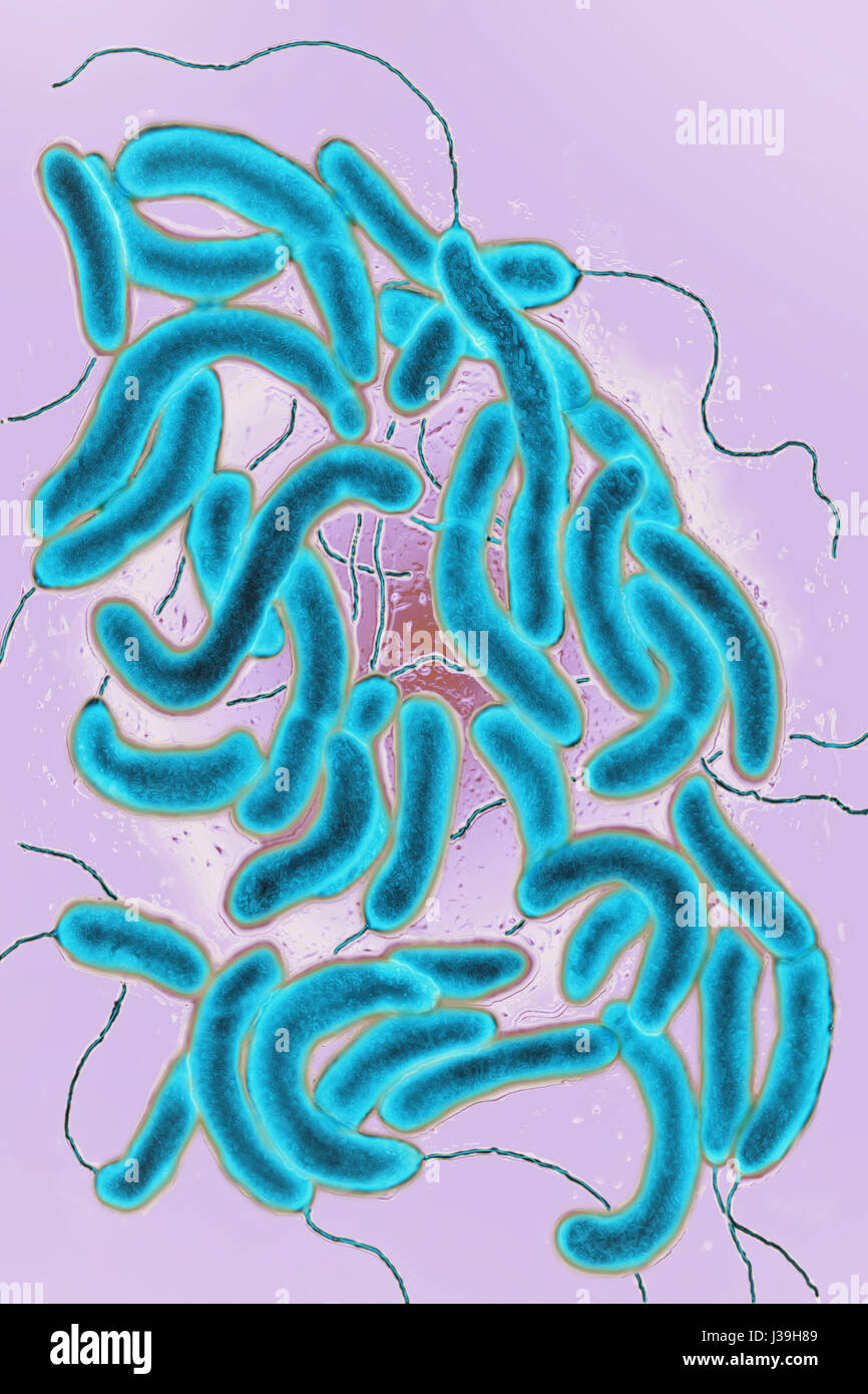 Vibrio Cholerae Bacterium Stock Photos & Vibrio Cholerae Bacterium ...