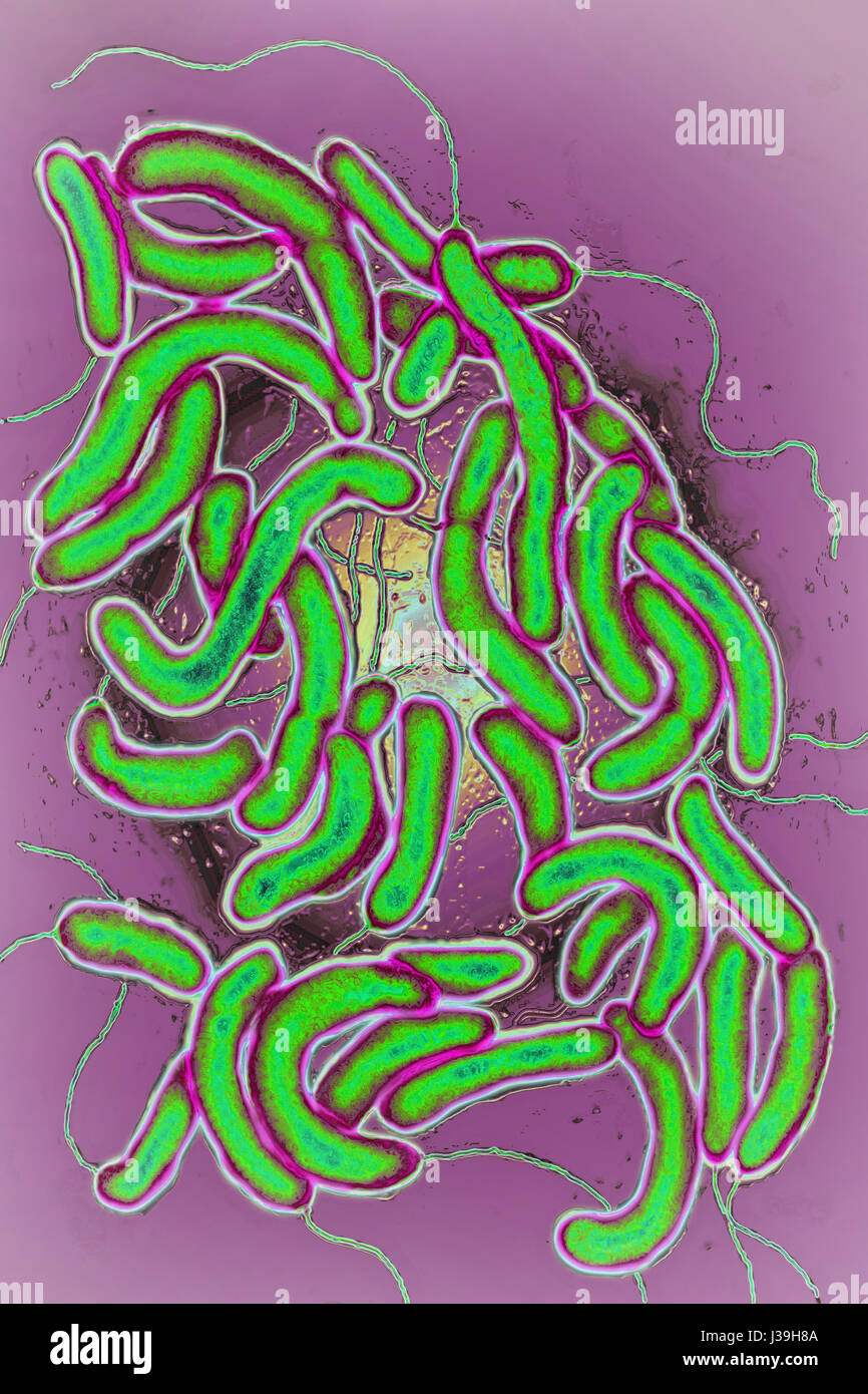 Vibrio Cholerae Micrograph High Resolution Stock Photography and Images ...