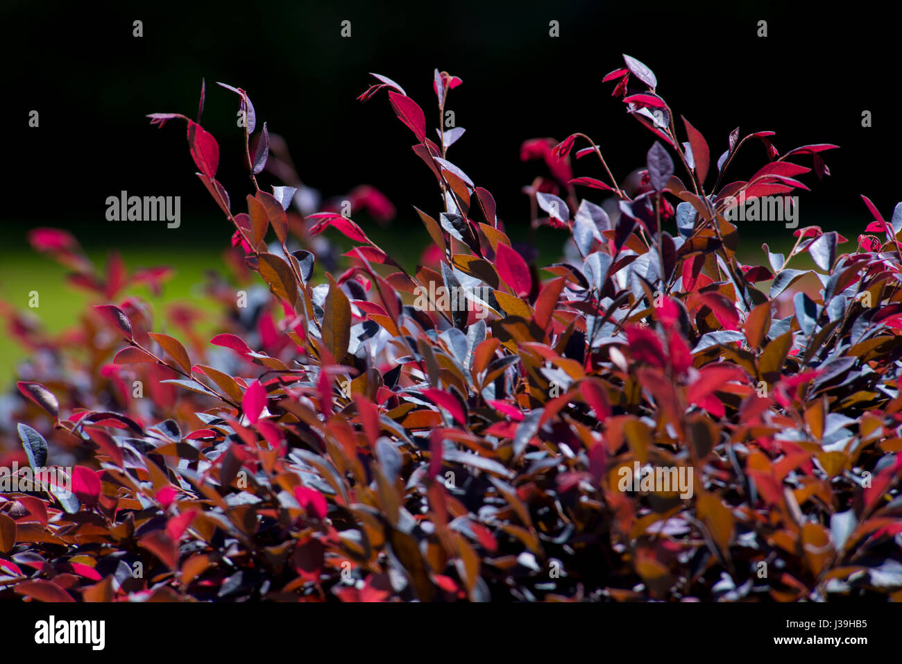 red bush plant under hot sun Stock Photo - Alamy