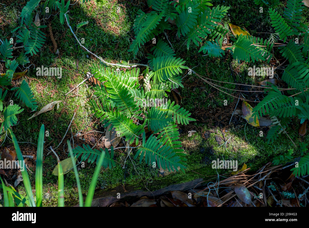 Under ferns hi-res stock photography and images - Alamy