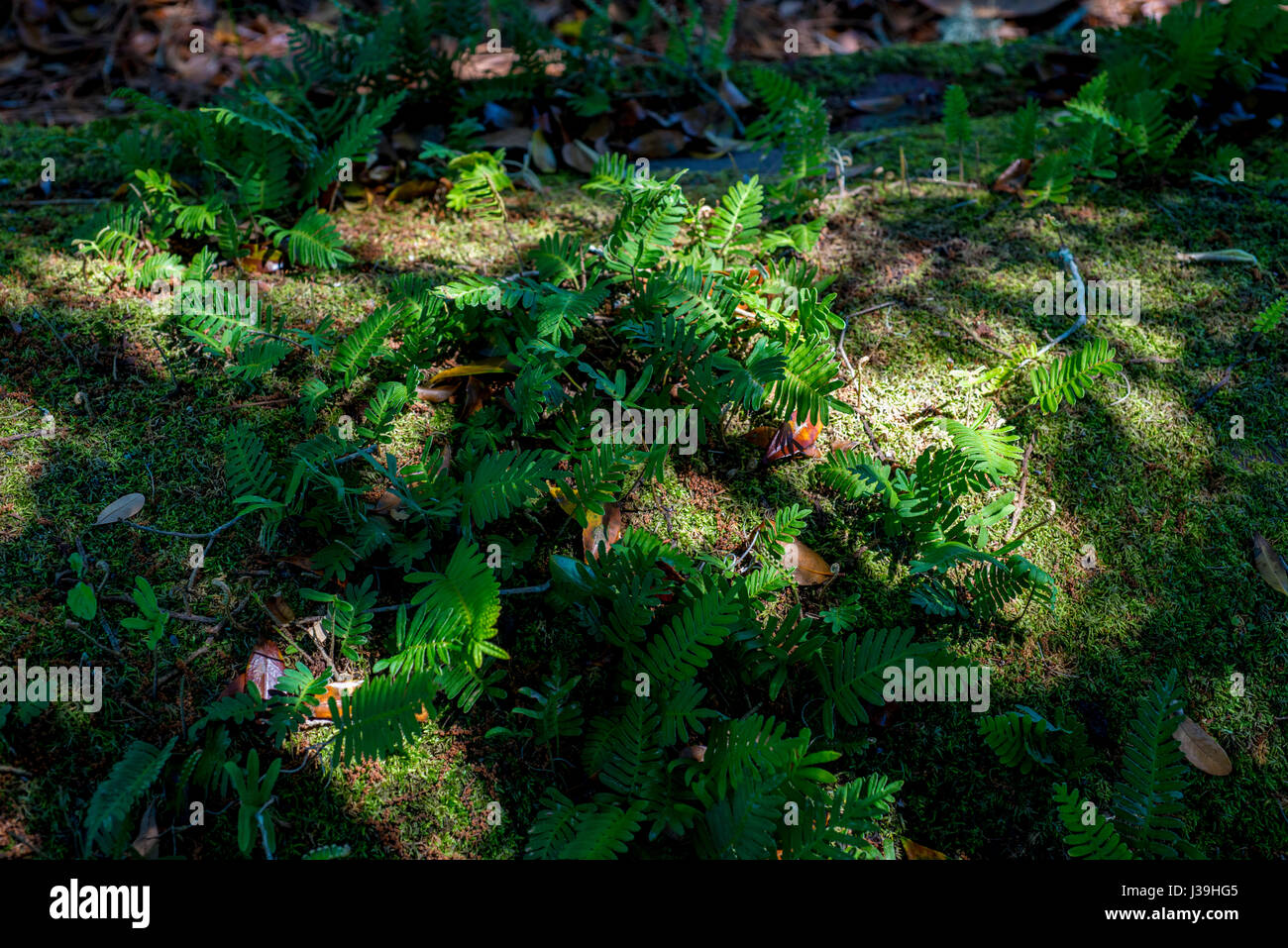 Small plants to light hi-res stock photography and images - Alamy