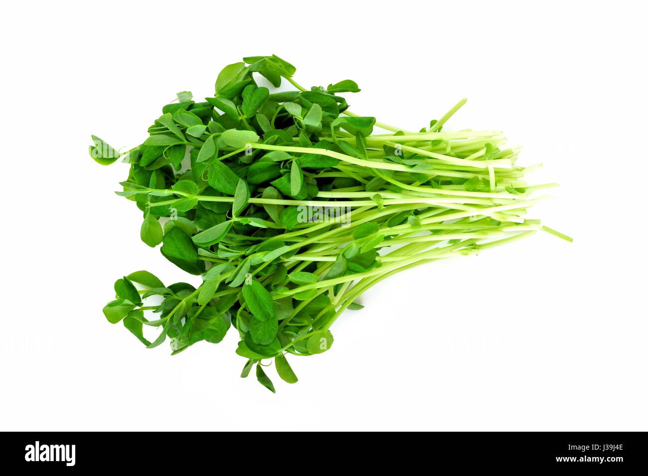 Bunch of pea shoots over a white background Stock Photo - Alamy