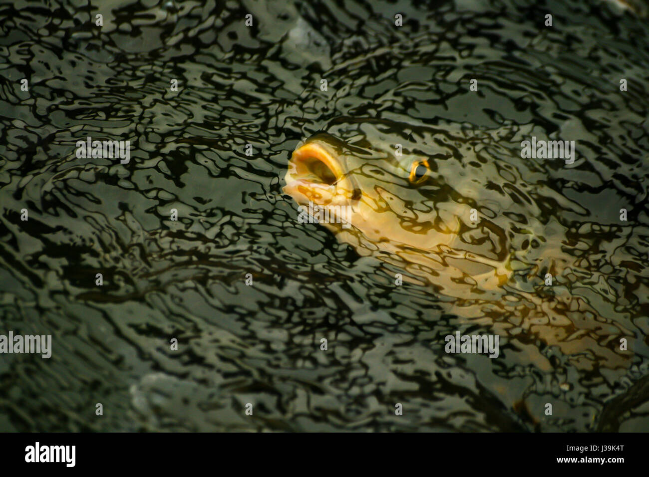 A large fish Stock Photo - Alamy