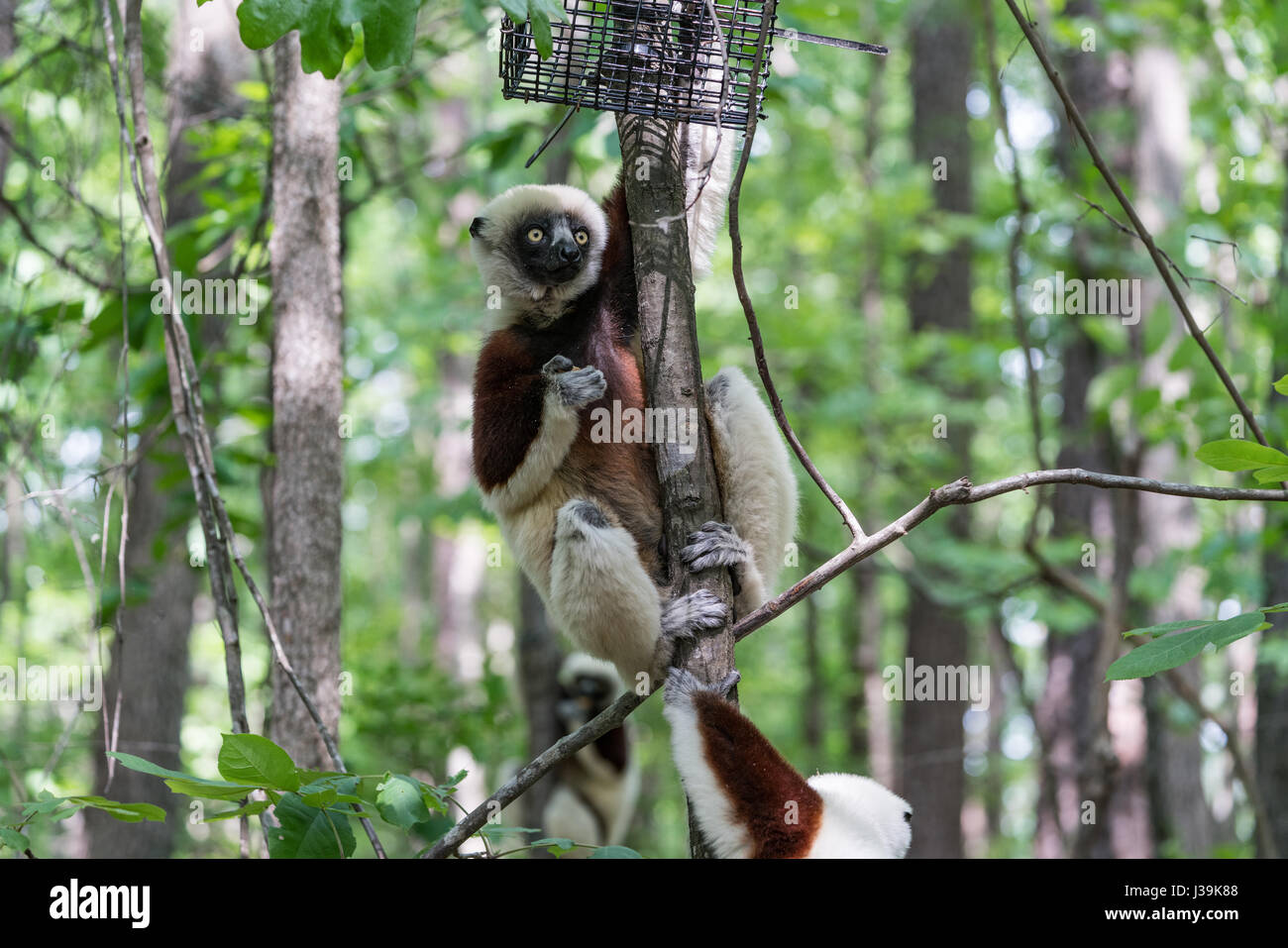 North carolina duke lemur center hi-res stock photography and images ...