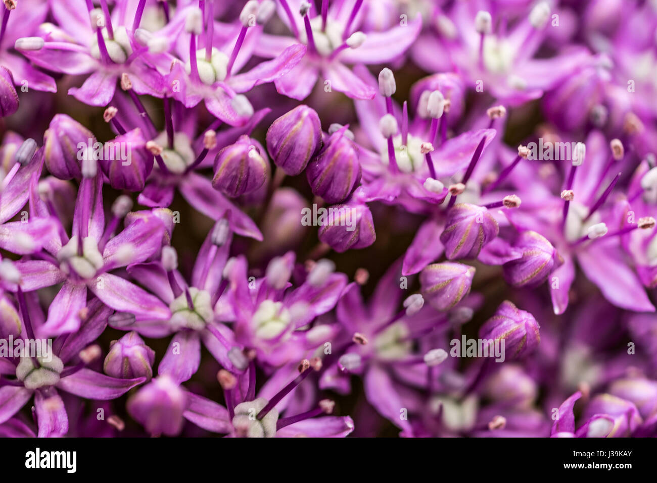 Flowers in bloom at Sarah P. Duke Gardens in Durham, NC Stock Photo - Alamy