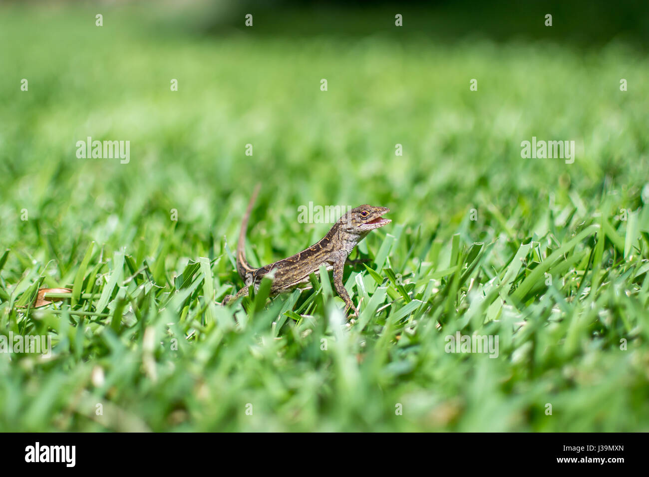 Close-up of a female brown anole lizard with a huge smile, standing in ...