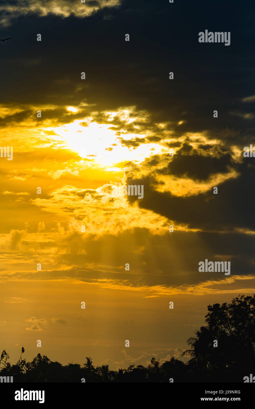 Silhouettes of the trees. Beautiful sunset sky, color and dark tone ...