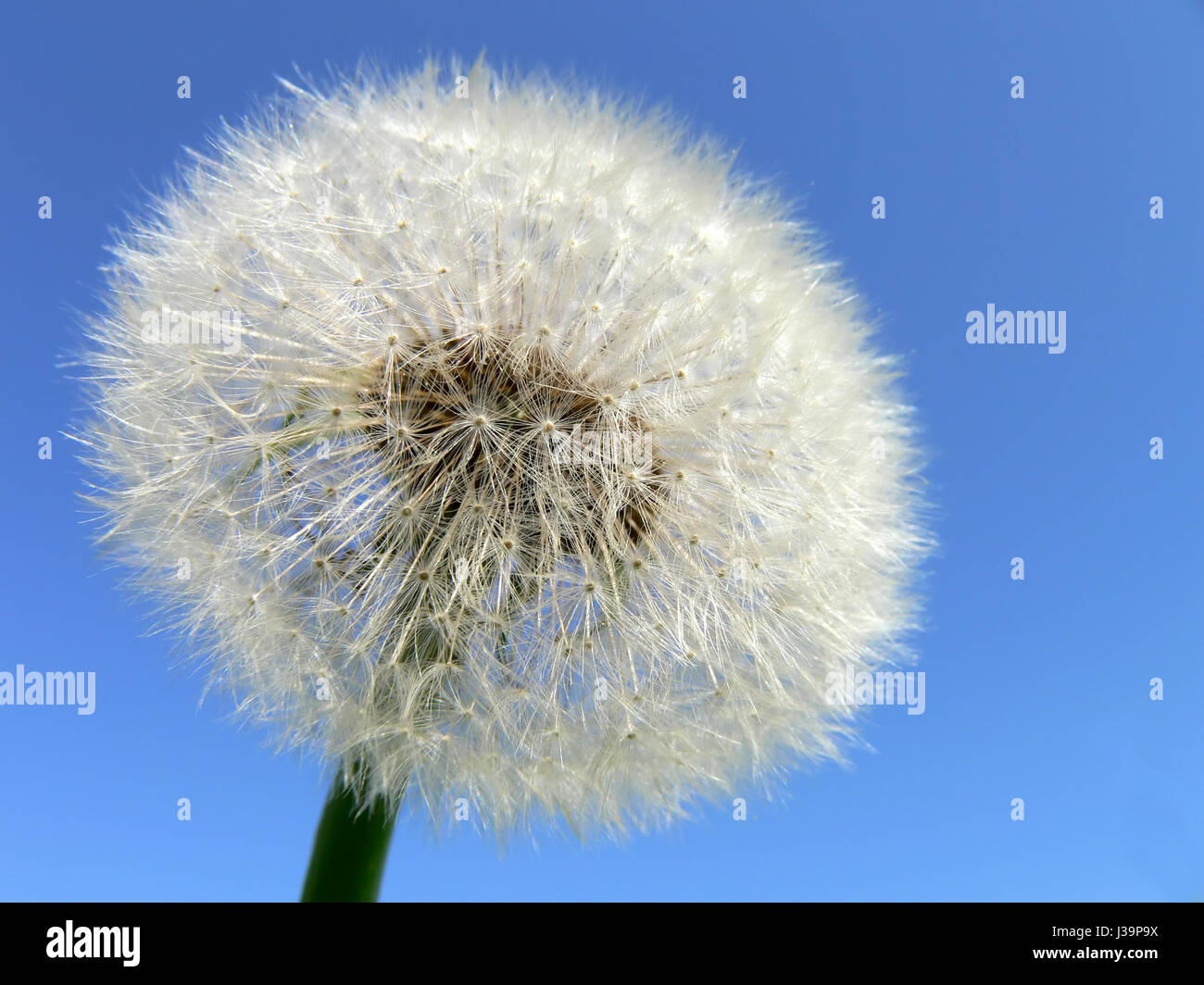 a dandelion clock isolated Stock Photo - Alamy