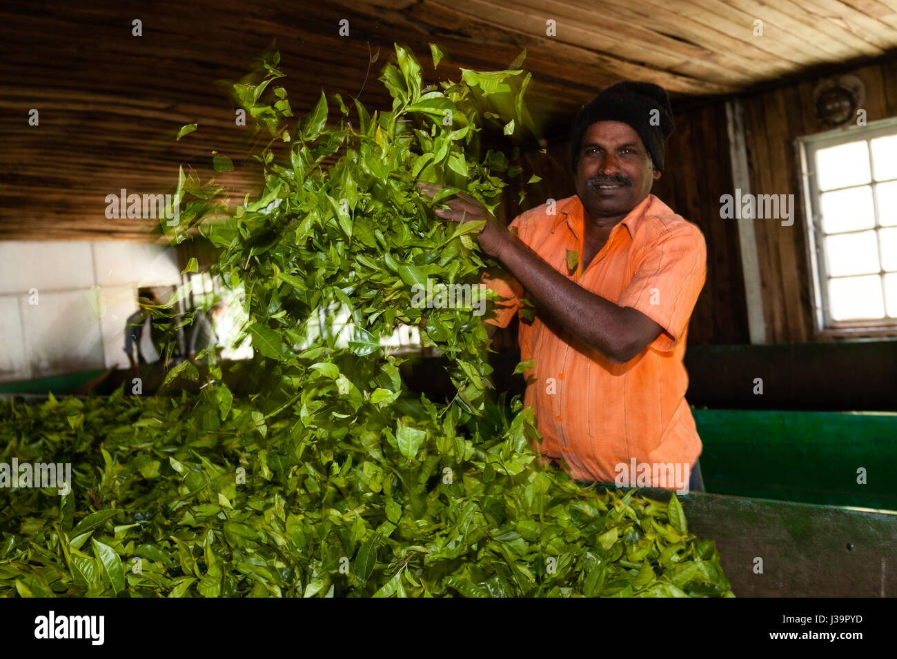 Factory tea factory machinery hi-res stock photography and images - Alamy