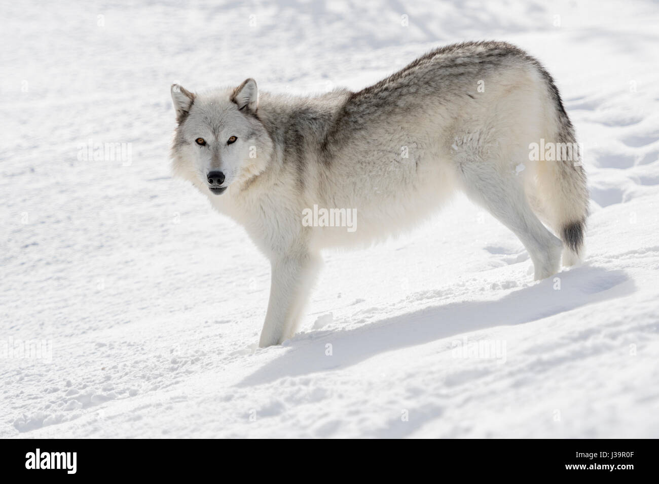 Gray Wolf / Wolf (Canis lupus), in winter, standing in deep snow ...