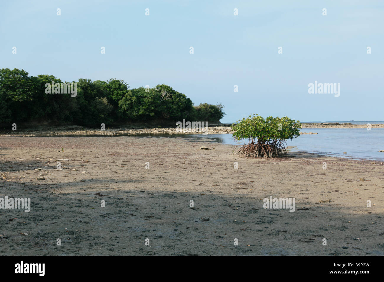 Mangroves on the Pandanan Island in the Philippines Stock Photo - Alamy