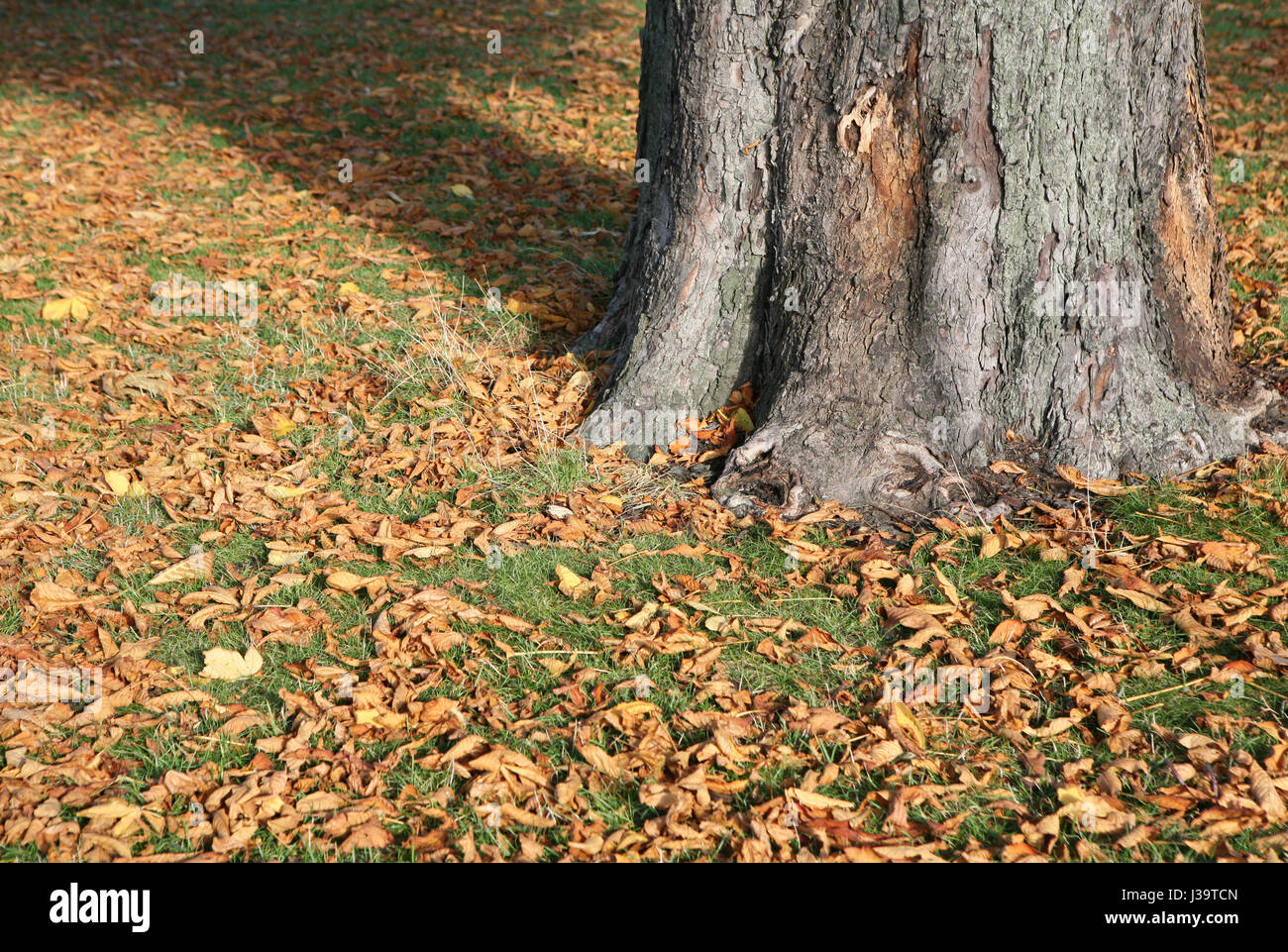 Tree trunk base in yellow brown leaves field Stock Photo - Alamy