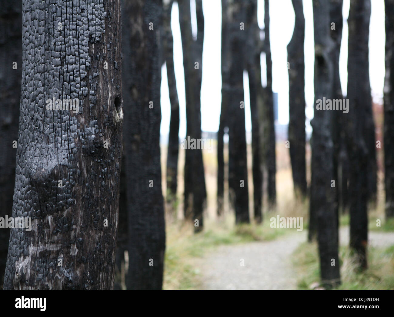 Set of black tree trunks vikings rituals Stock Photo - Alamy
