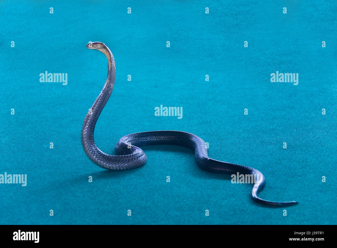 Cobra with an open hood, ready to strike Stock Photo - Alamy