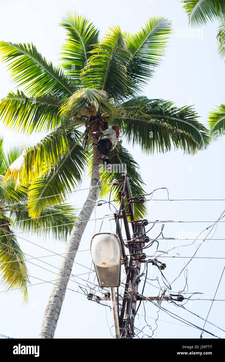 Toddy sap hi-res stock photography and images - Alamy