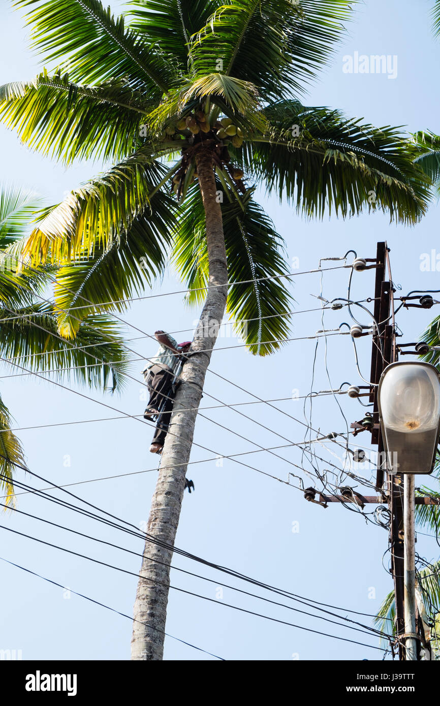 Toddy sap hi-res stock photography and images - Alamy