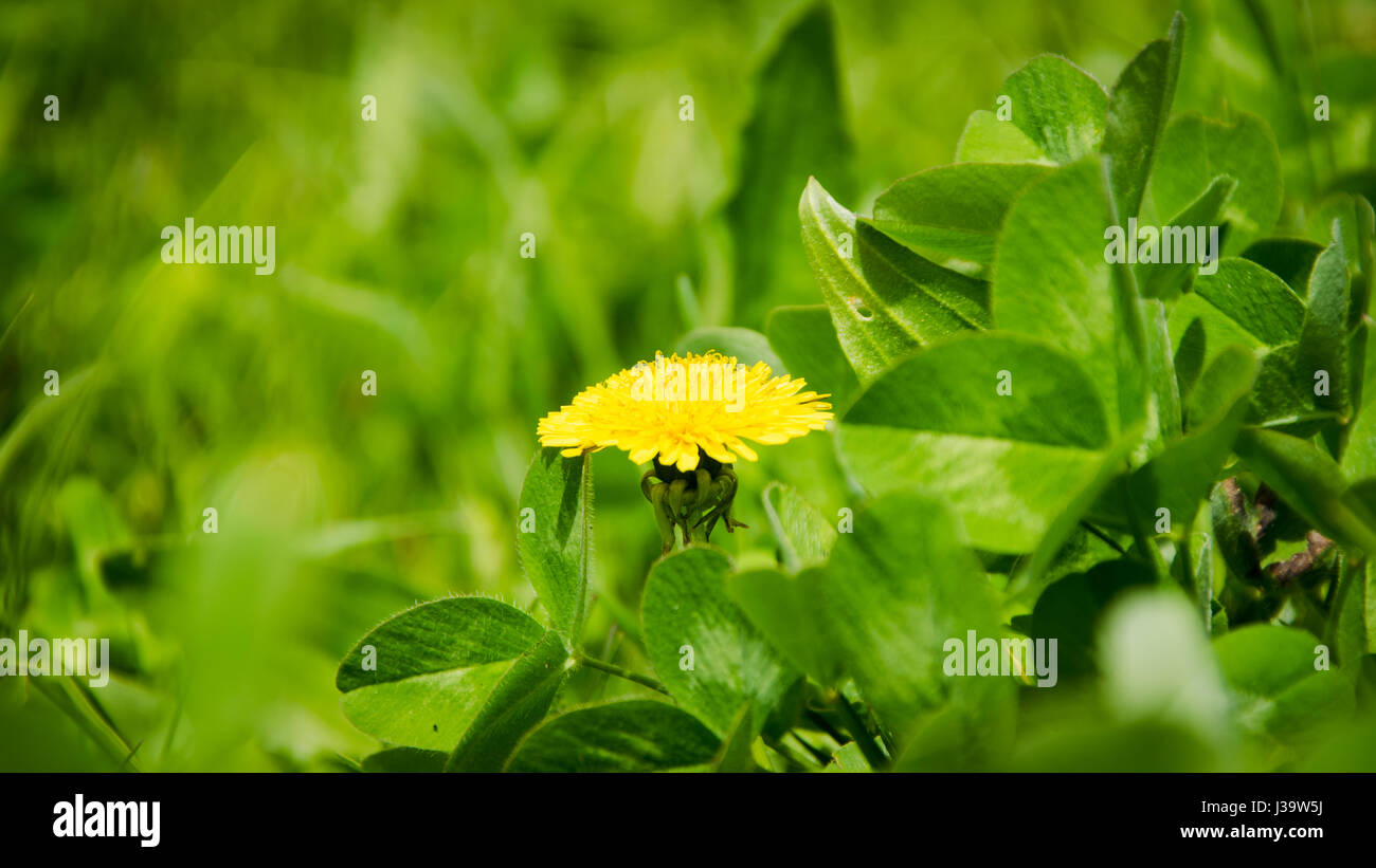 Spring yellow flower Stock Photo - Alamy
