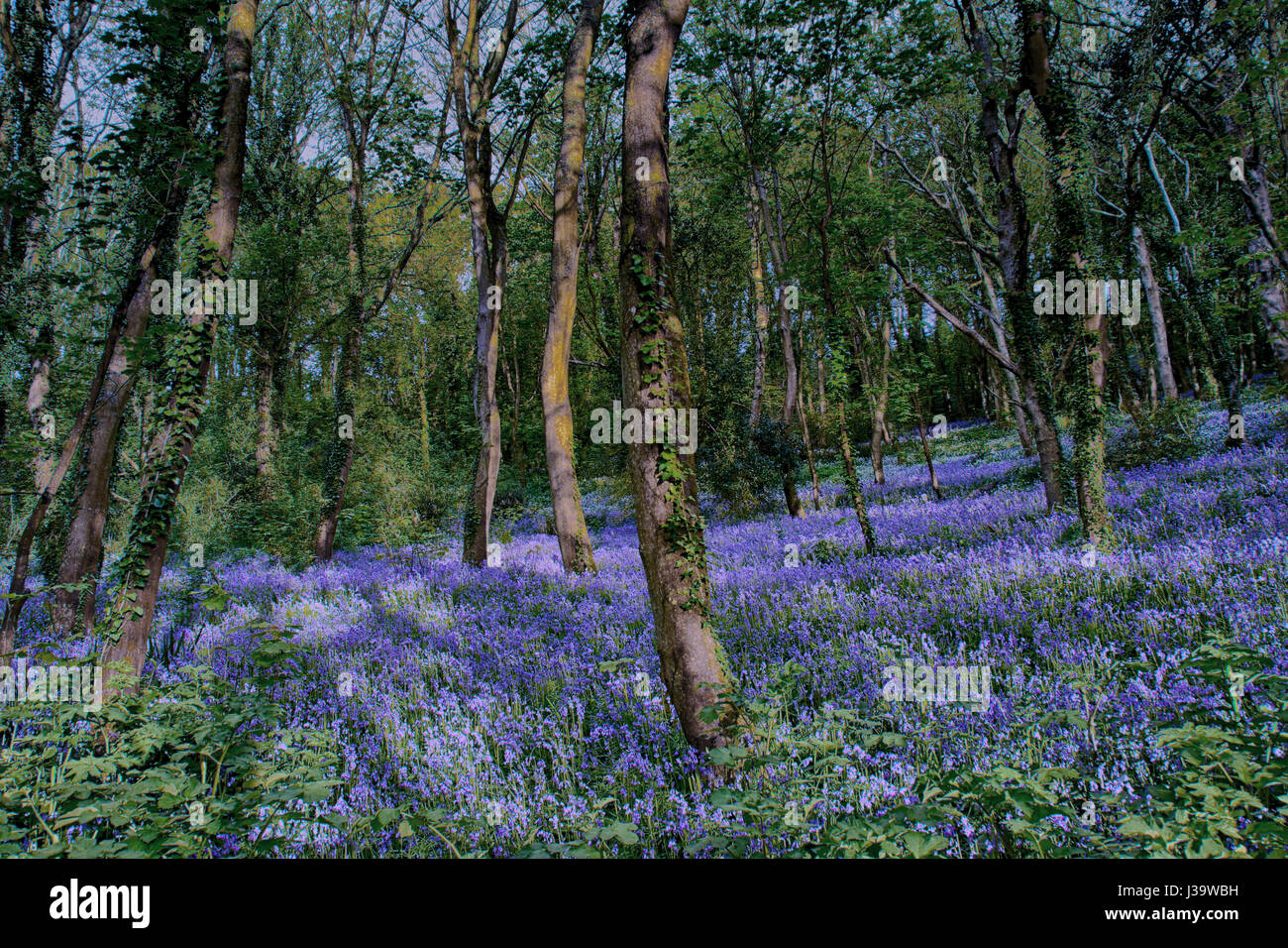 Blue bells among trees in spring Stock Photo - Alamy