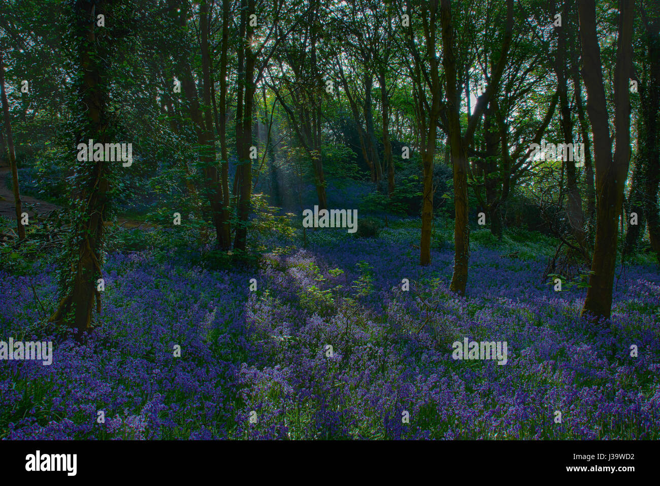 Blue bells among trees in spring Stock Photo - Alamy