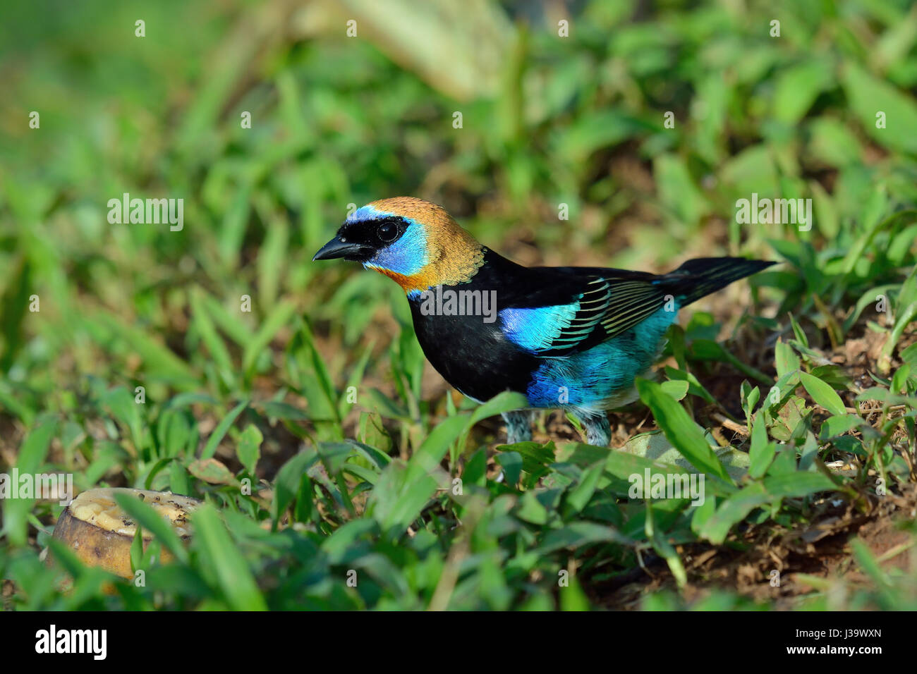 A Golden-hooded Tanager in Costa Rica rain forest Stock Photo - Alamy