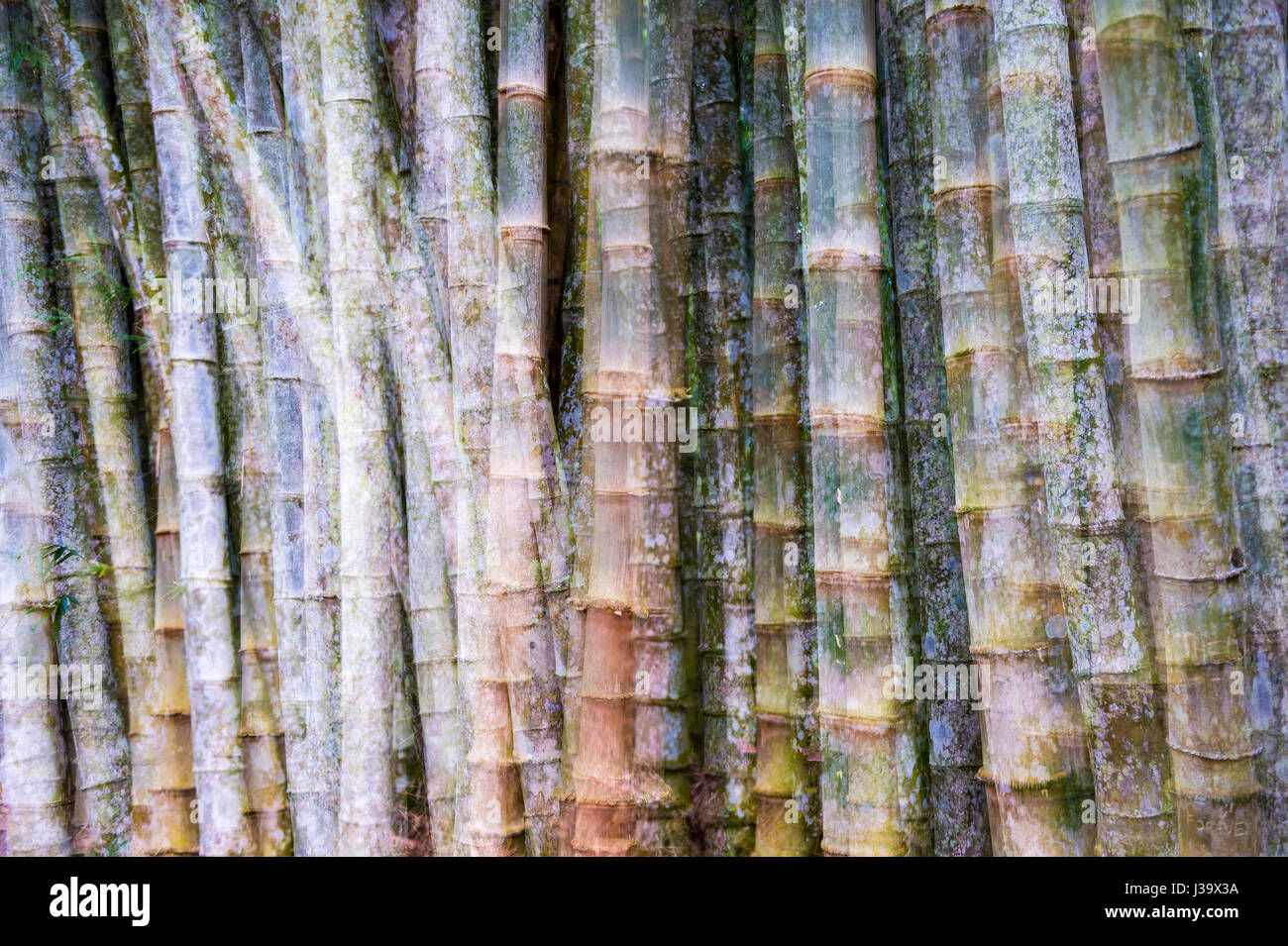 Weathered bamboo tree trunks bunch together in a full frame natural ...