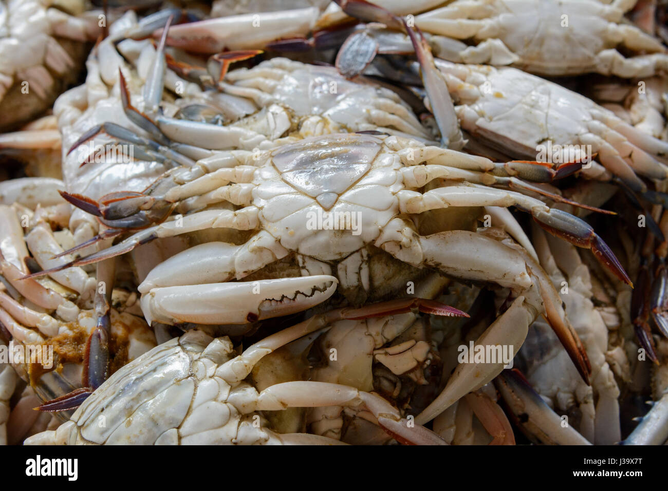 Crabs of india High Resolution Stock Photography and Images - Alamy