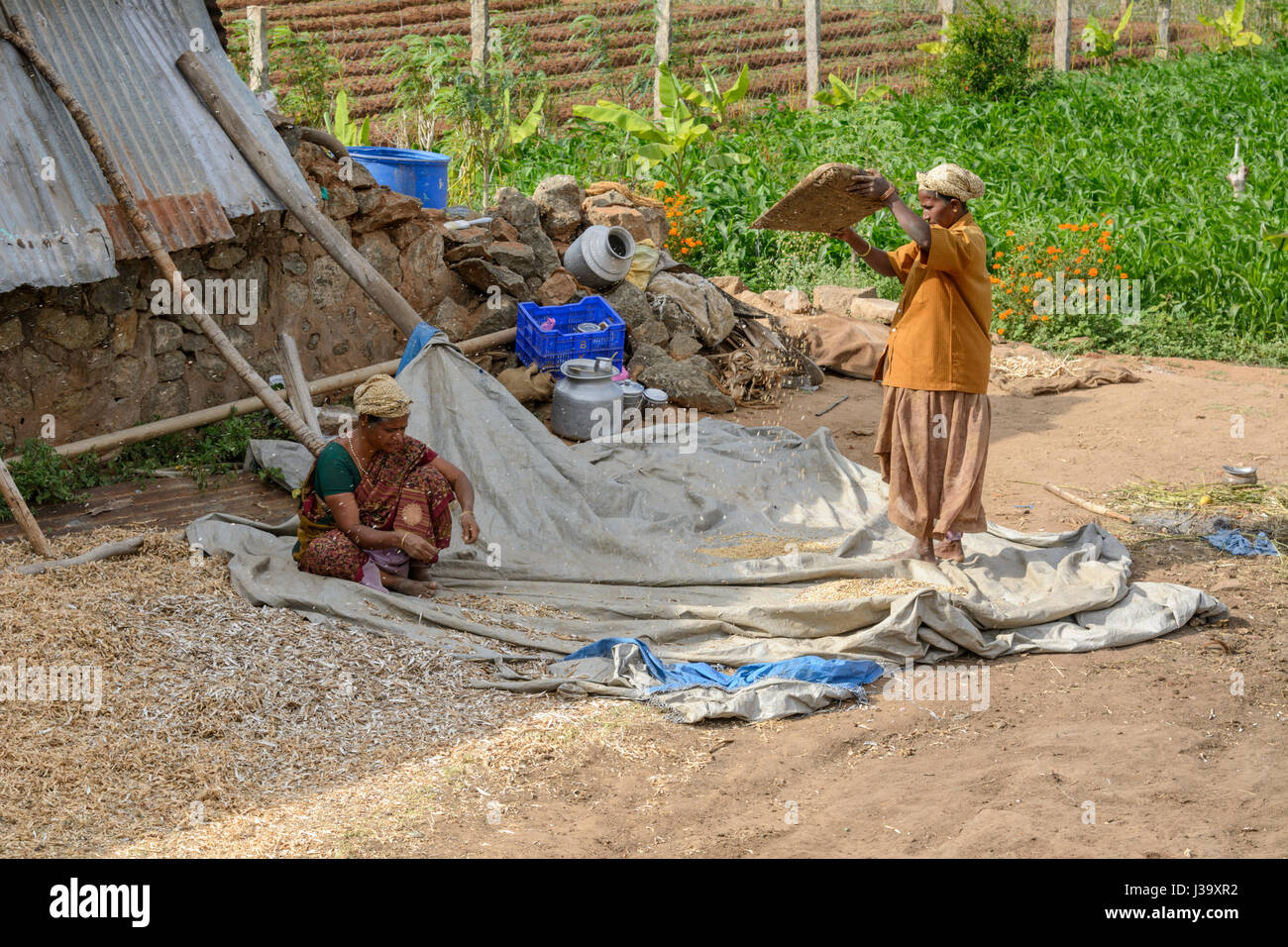 Two tribal Tamil women winnowing grain from chaff in a rural village in ...