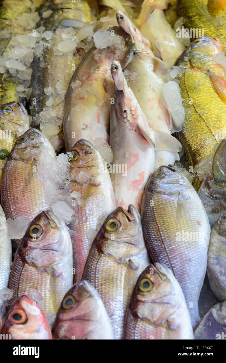 Freshly caught fish on sale at a fish market in Fort Kochi (Cochin ...