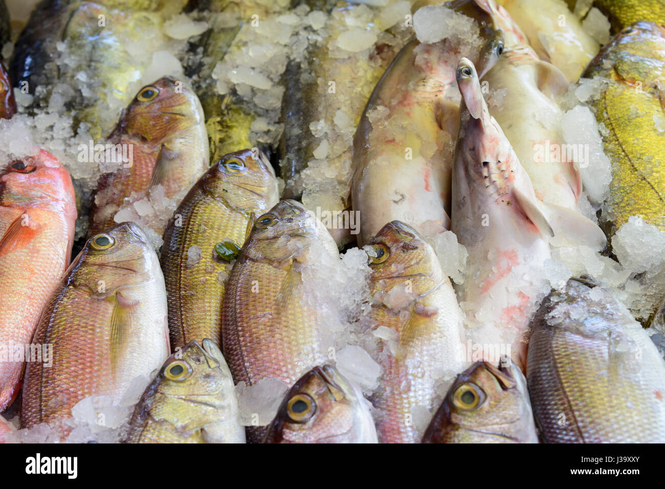 Freshly caught fish on sale at a fish market in Fort Kochi (Cochin ...