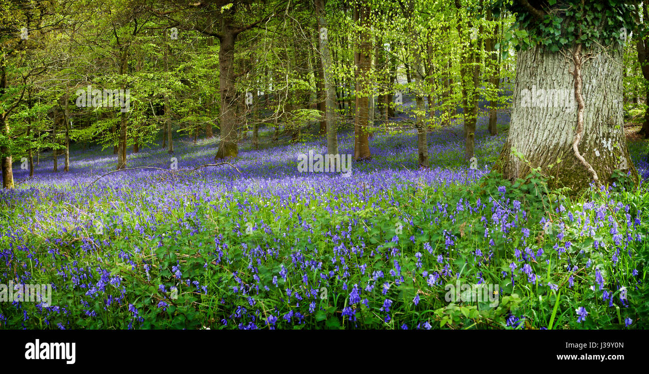 Bluebells in woods near Warminster, in Wiltshire Stock Photo - Alamy