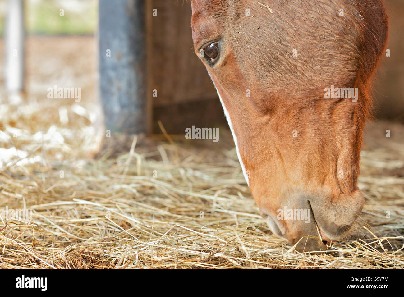 Horse eating hay on stall. Portrait of a brown horse Stock Photo - Alamy