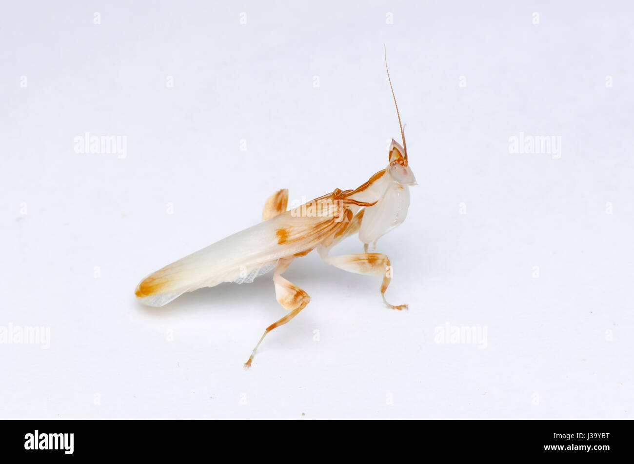 orchid mantis level 1 nymph. feeding on long leg fly. praying mantis ...
