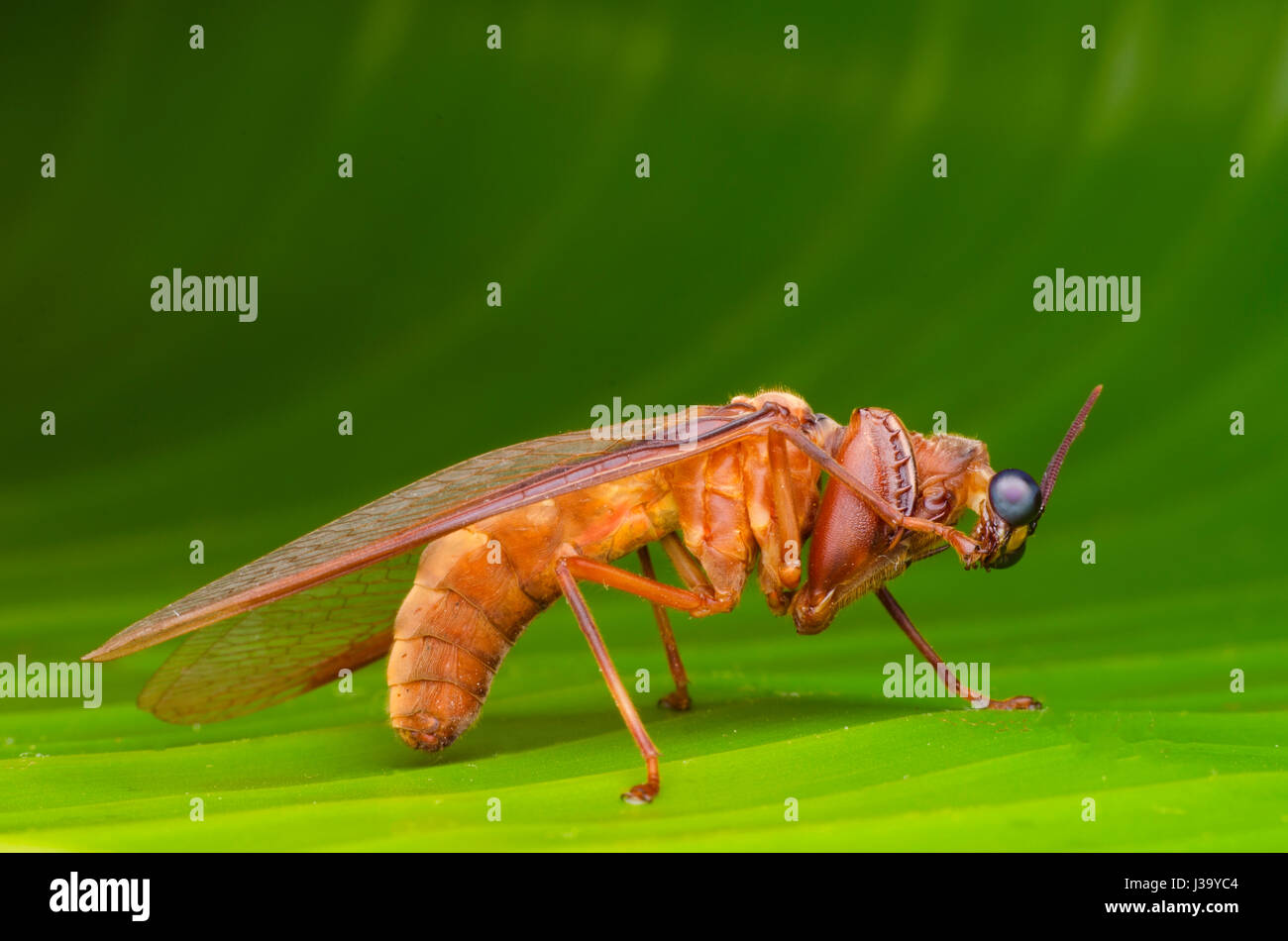 mantidfly on green leaf, sabah malaysia.Mantispidae Stock Photo - Alamy