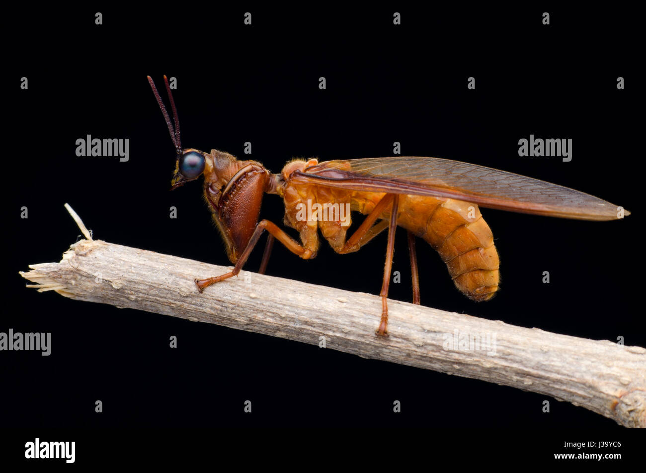 Mantid fly hi-res stock photography and images - Alamy