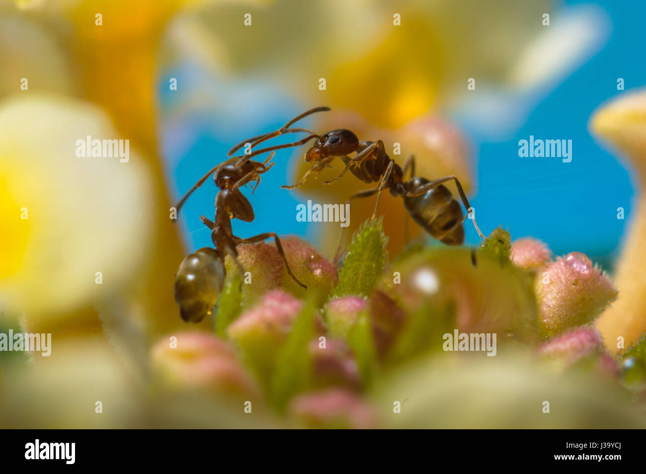 Ants of different colors hi-res stock photography and images - Alamy