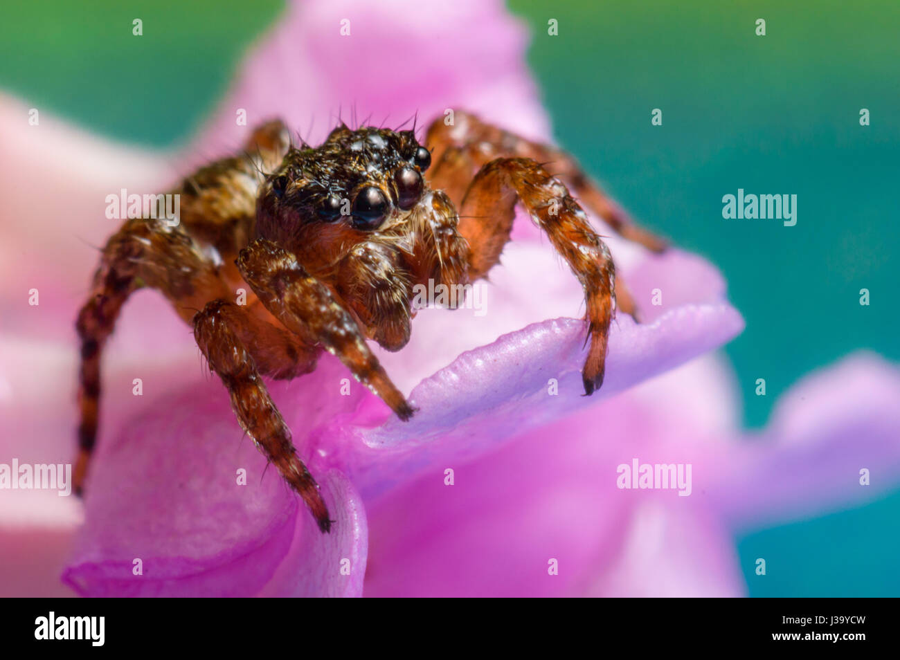 A small jumping spider drying off on a flower Stock Photo - Alamy