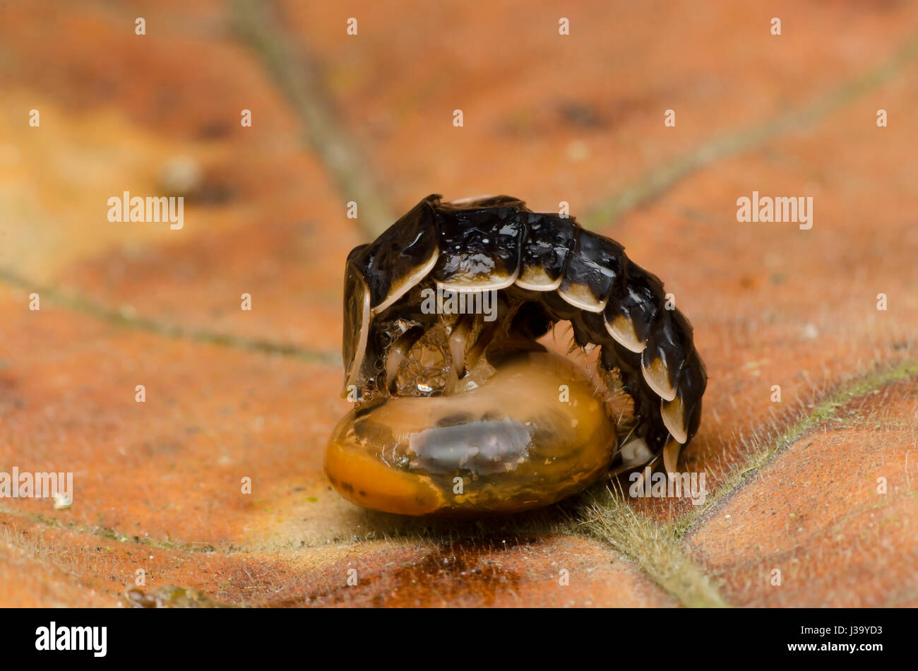 fire fly larvae feeding on snail. selangor malaysia. isolated on brown ...