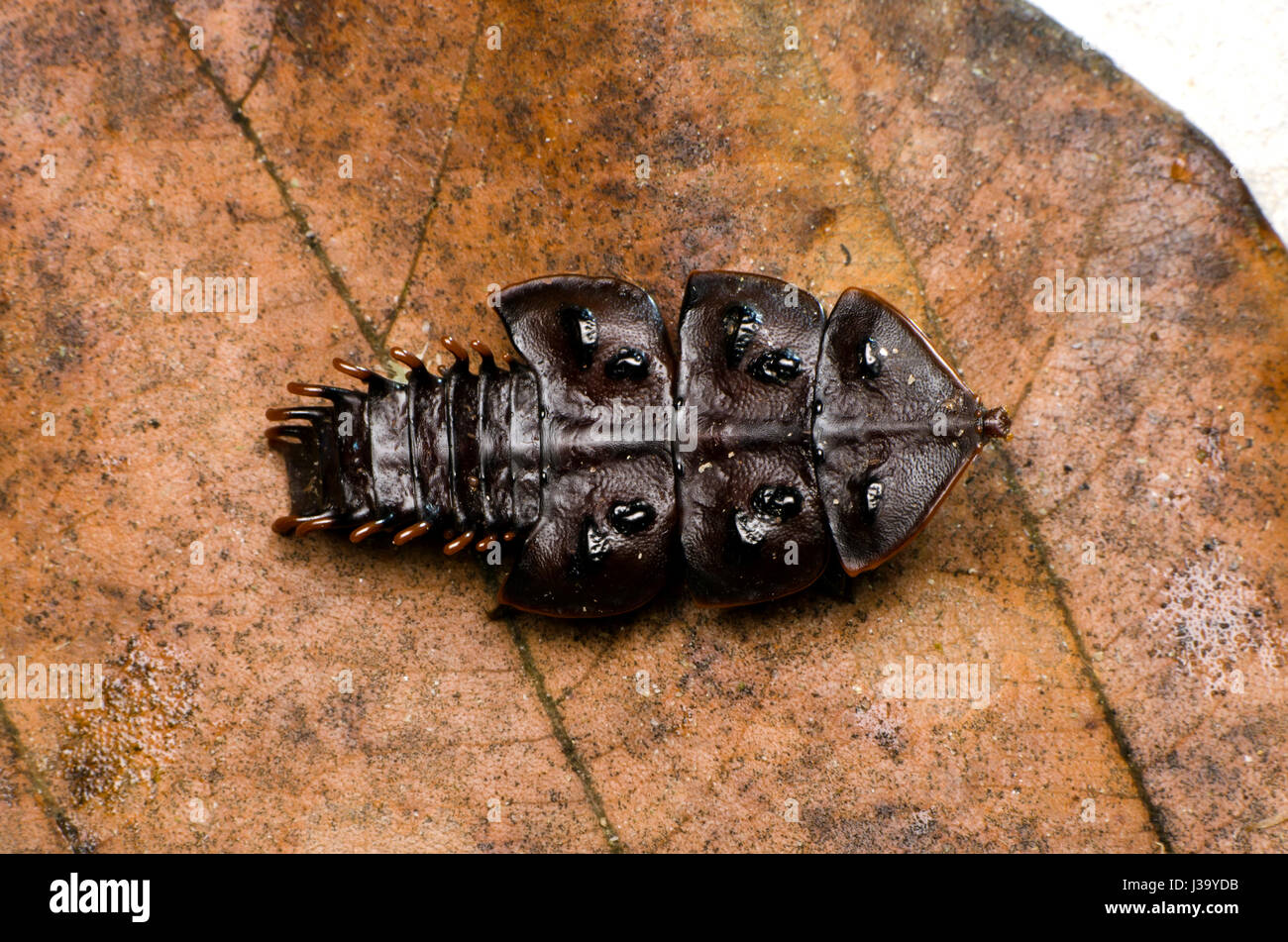 trilobite beetle larvae isolated on brown leaf, selangor malaysia Stock ...