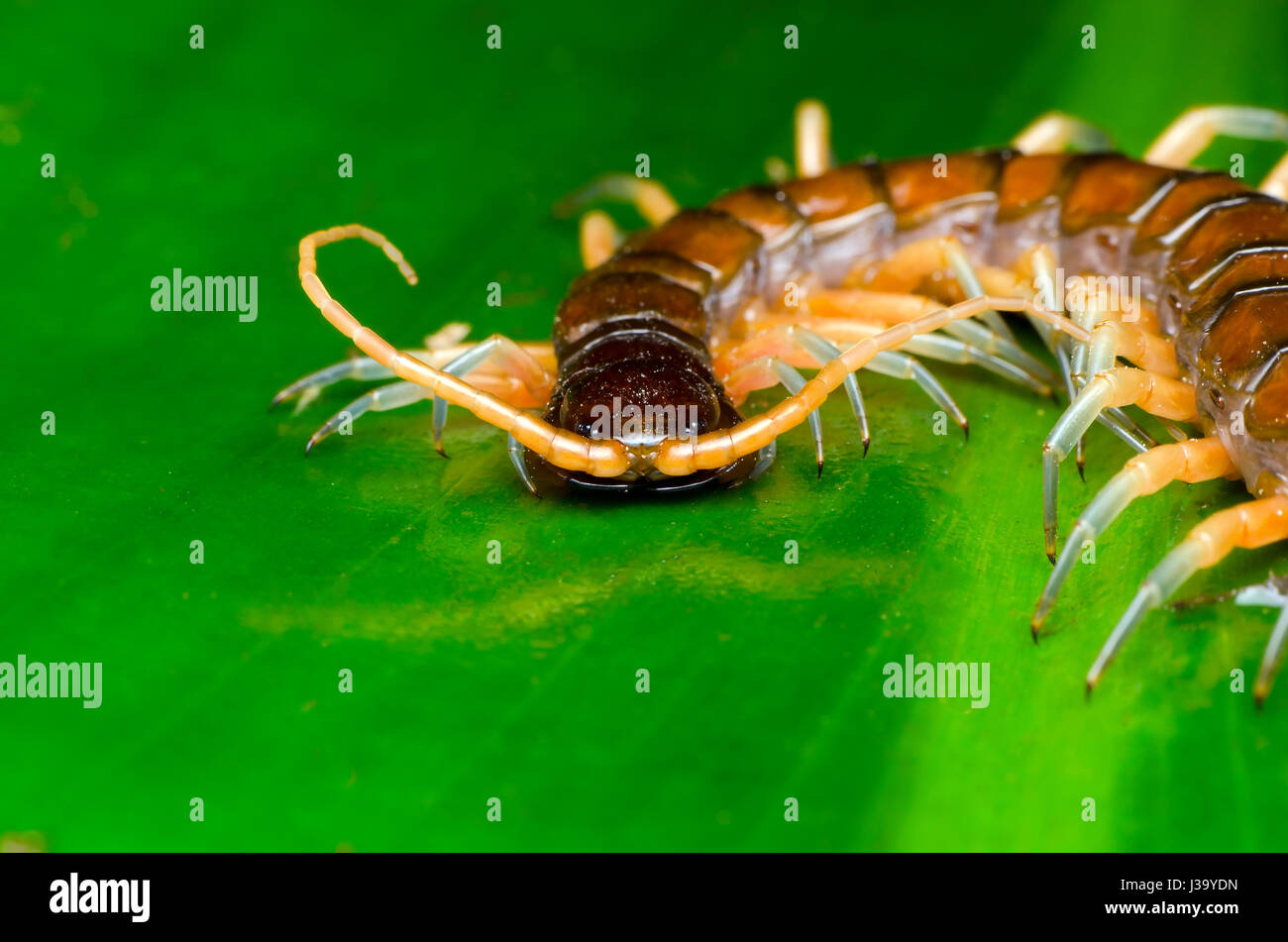 Rainforest Centipede Stock Photos & Rainforest Centipede Stock Images ...