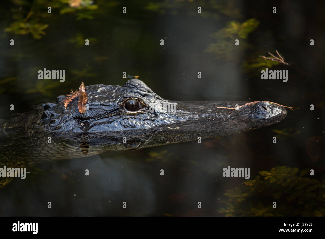 Alligator swiming in water hi-res stock photography and images - Alamy