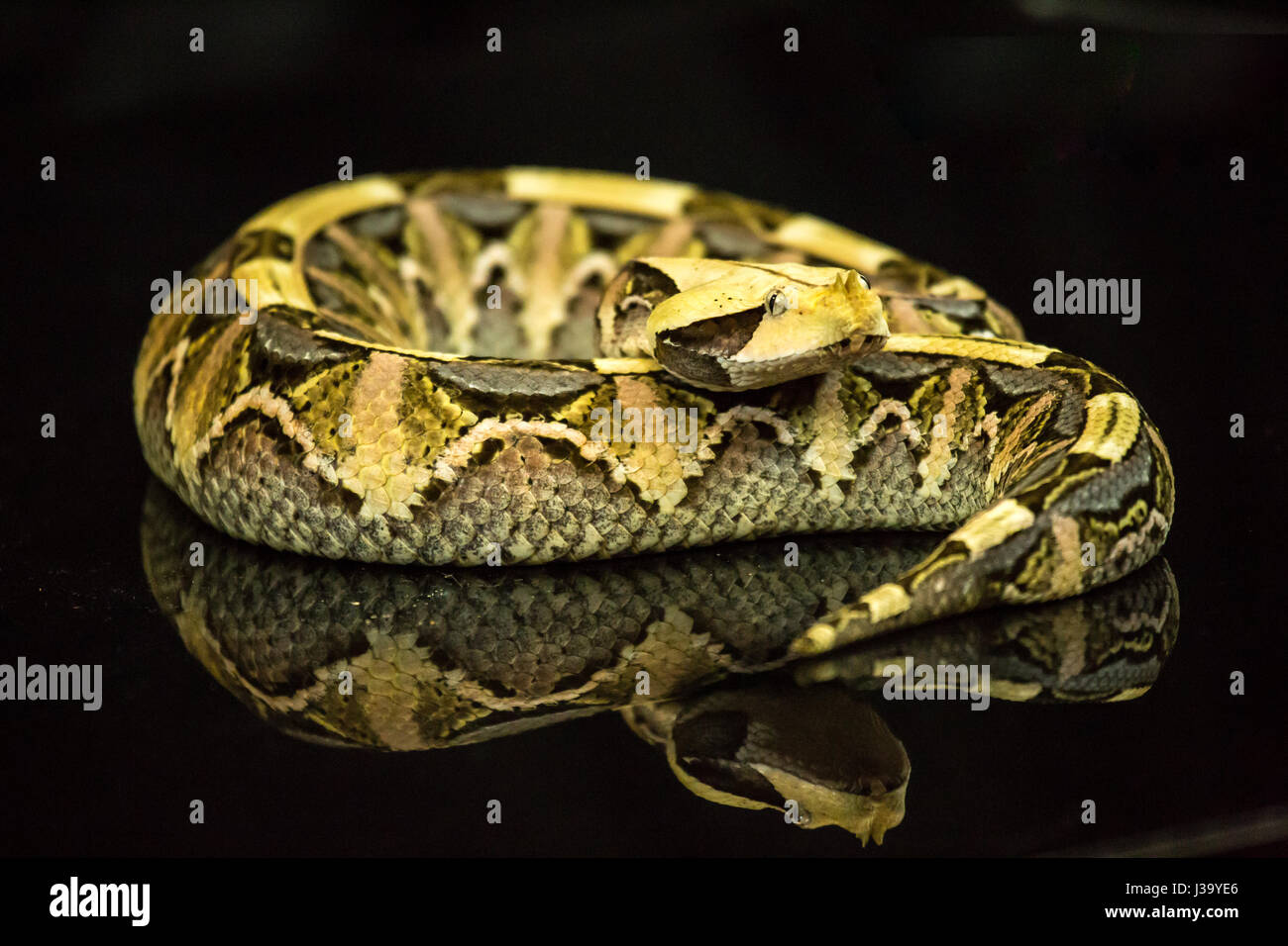 Gaboon viper on a black plastic table in a studio Stock Photo - Alamy