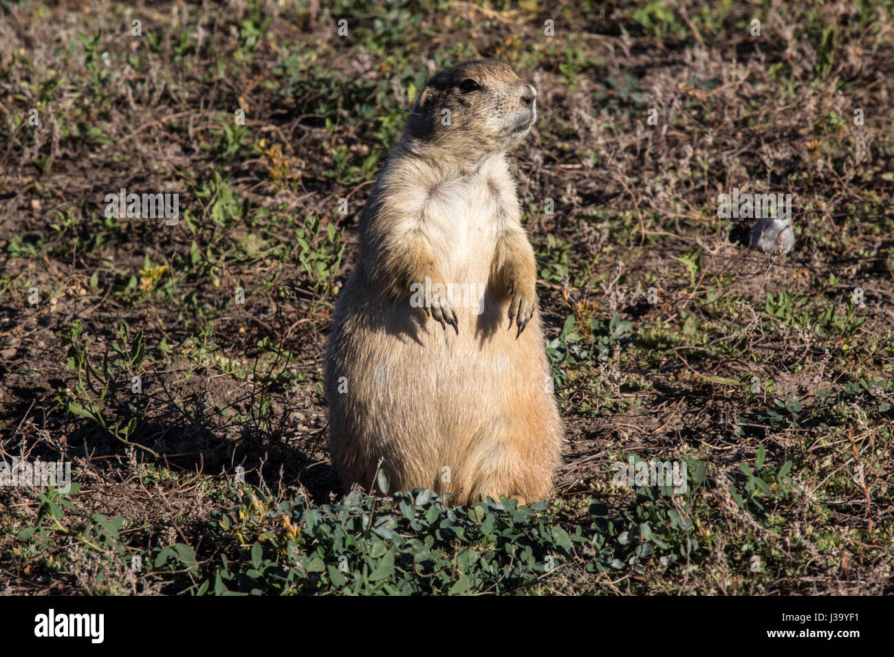 Prarie dog on guard duty in Badlands National Park in South Dakota ...
