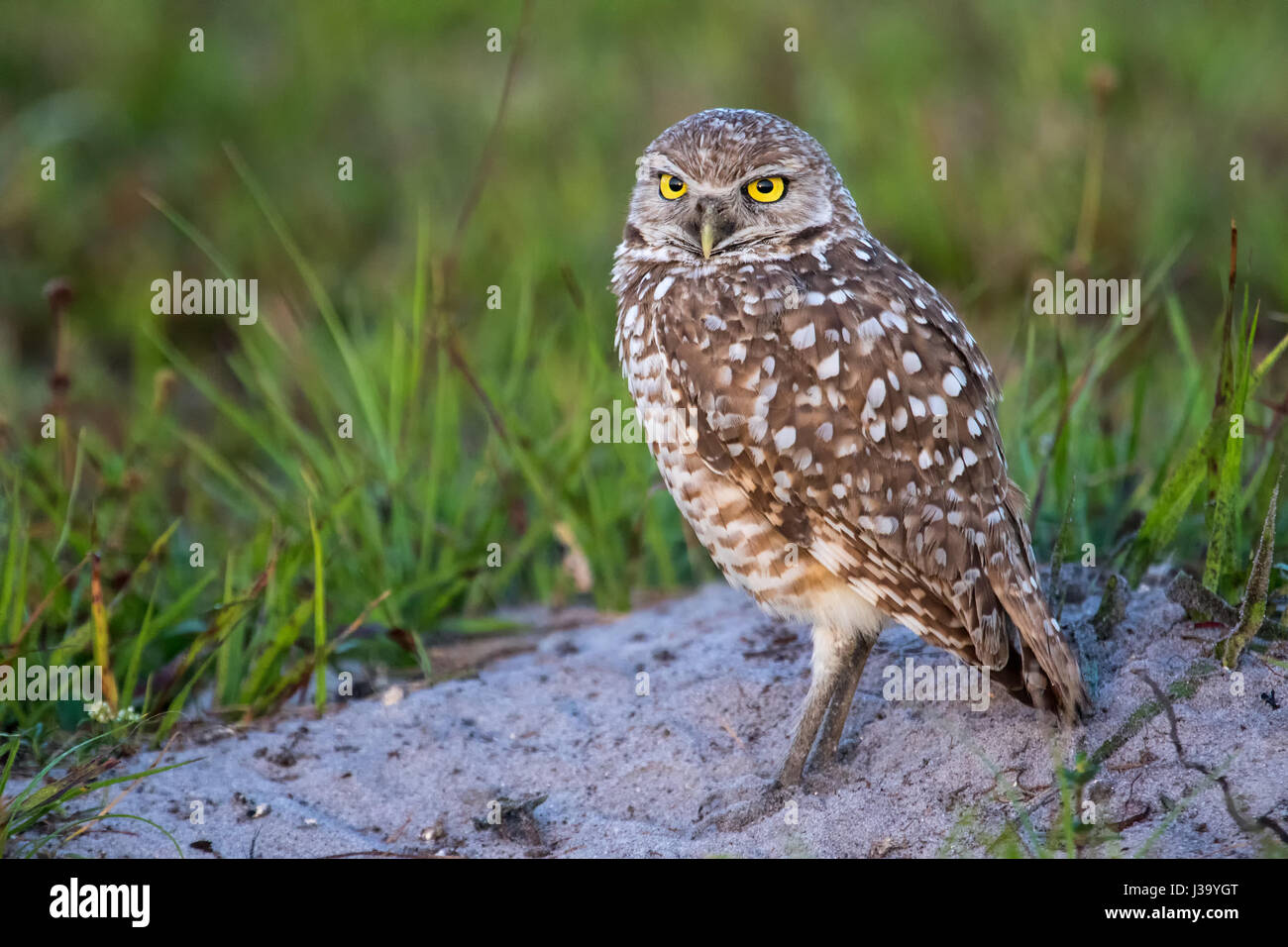 Burrowing owl guarding its nest Stock Photo - Alamy