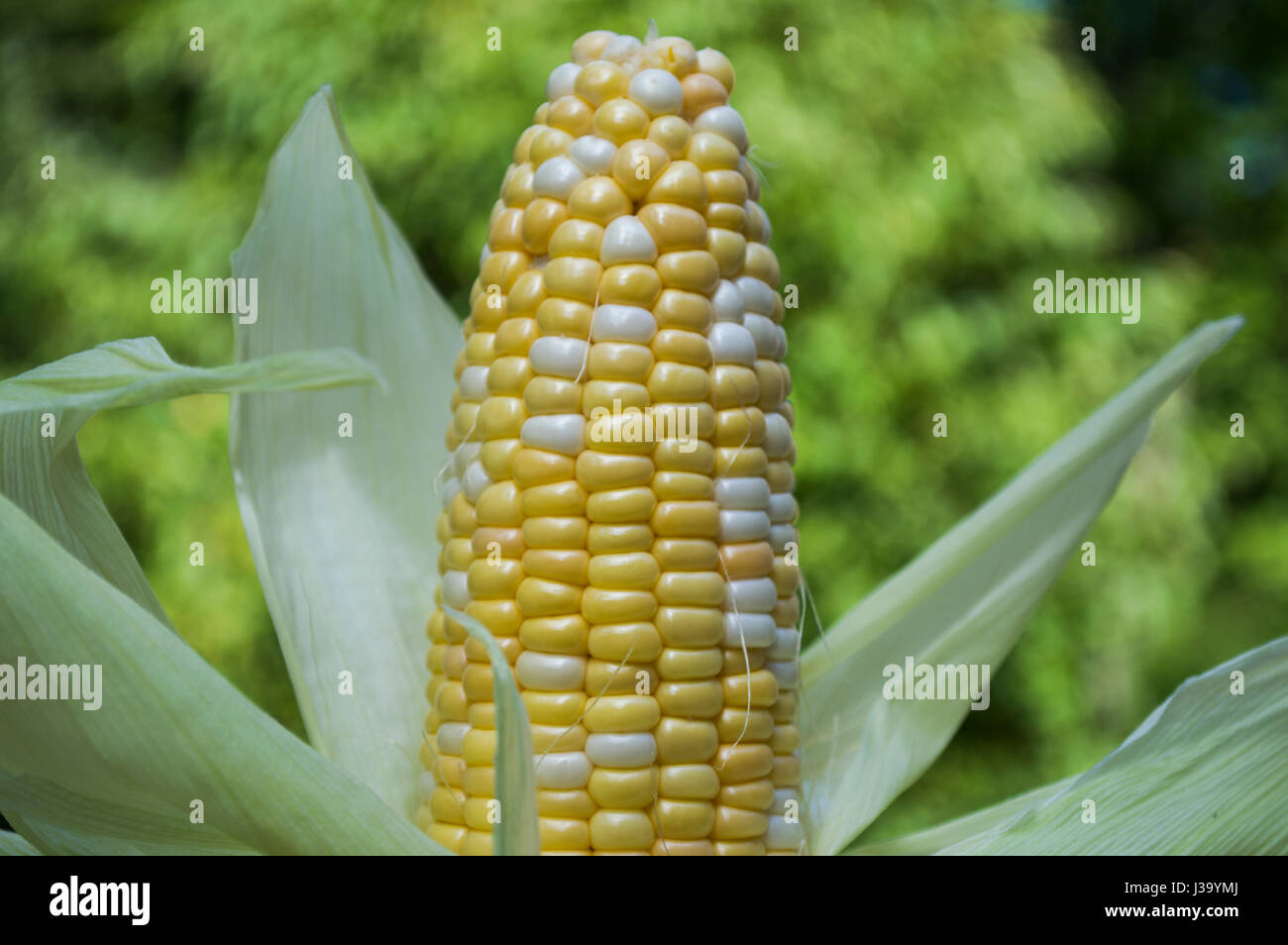 Corn on the cub hi-res stock photography and images - Alamy